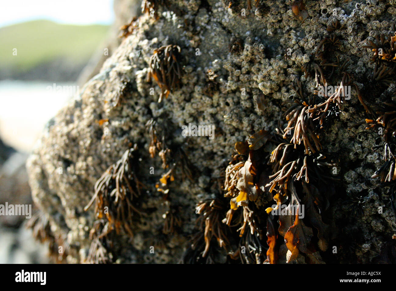 barnacles and seaweed 'on the rocks' Stock Photo - Alamy
