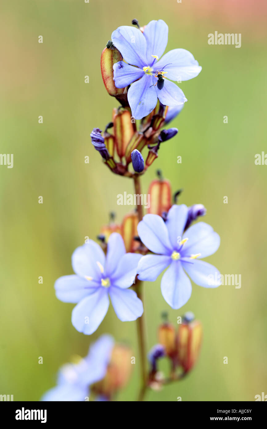 Blue Chlorophytum Anthericum flower Stock Photo - Alamy