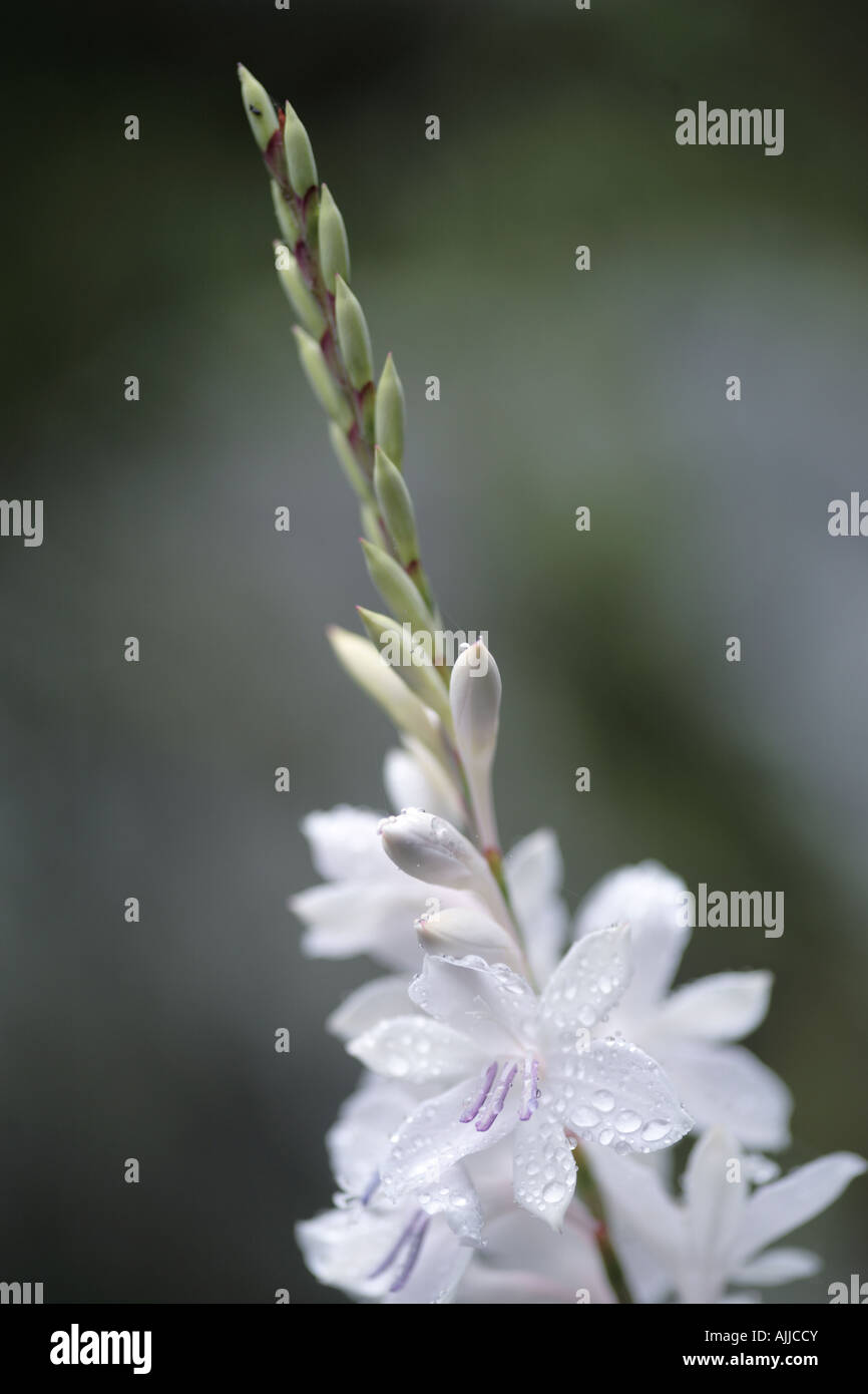 Watsonia pyramidata hi-res stock photography and images - Alamy