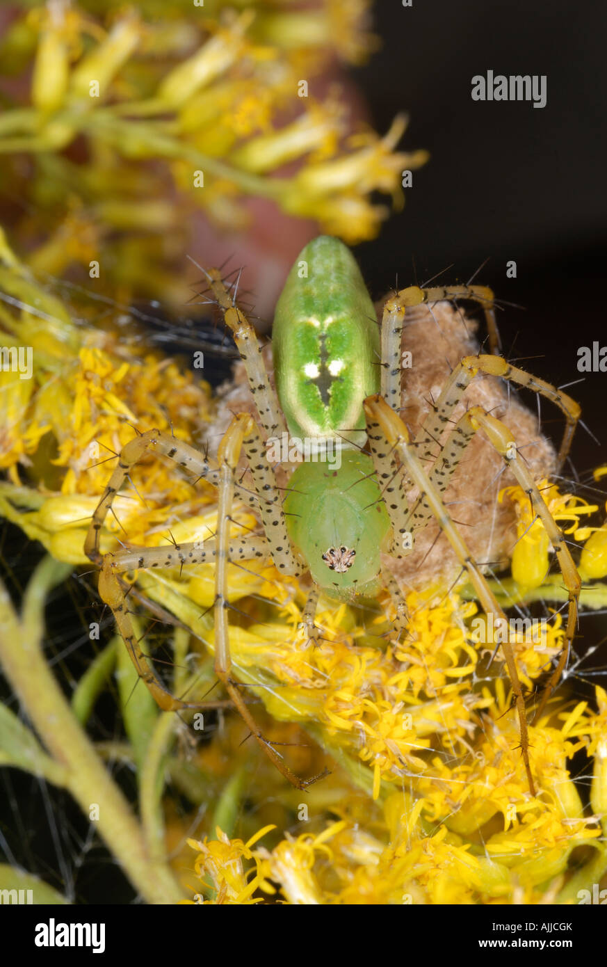 Lynx spider sac hi-res stock photography and images - Alamy
