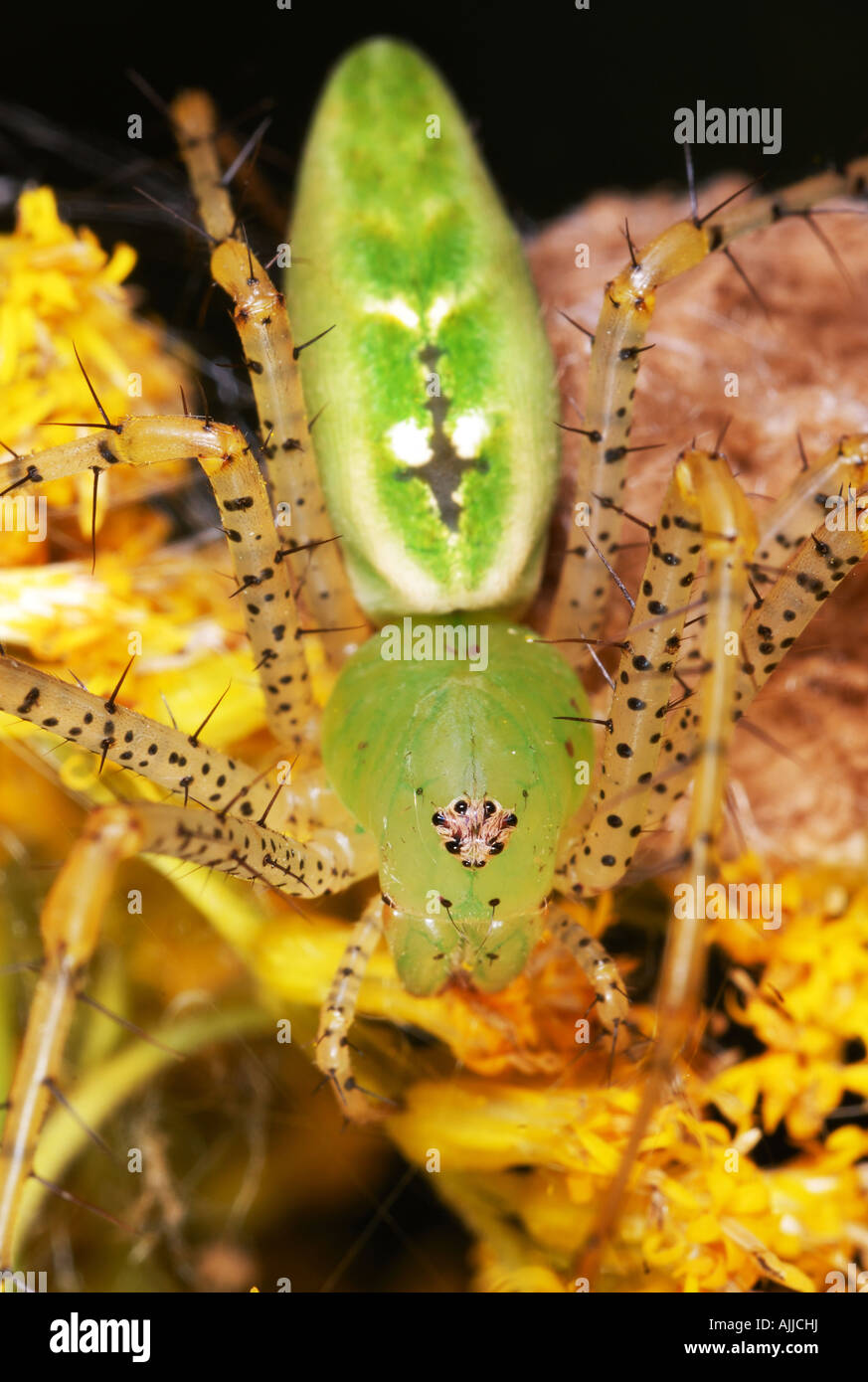 Female lynx spider hi-res stock photography and images - Alamy