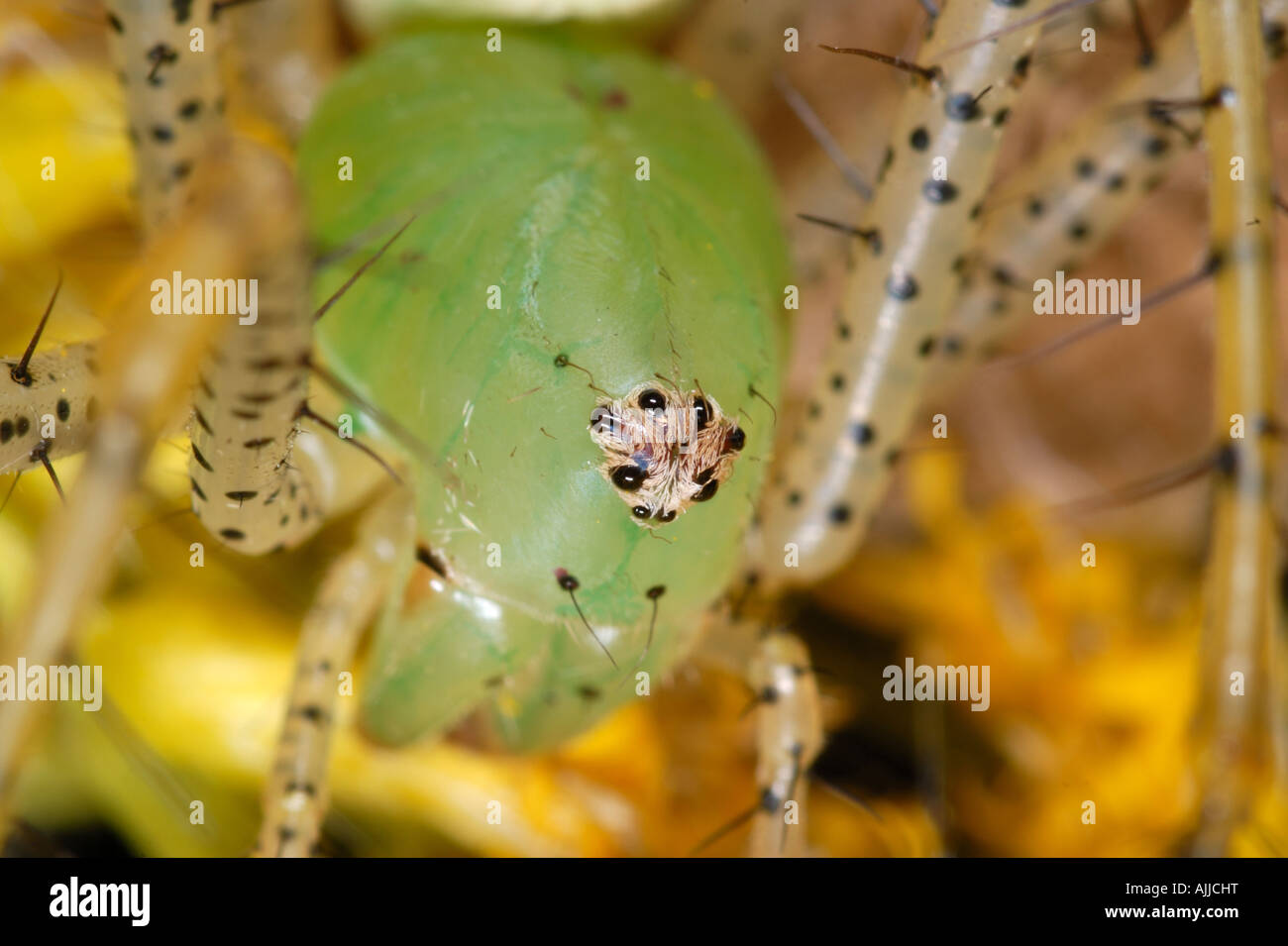 female green lynx spider closeup of face Stock Photo - Alamy
