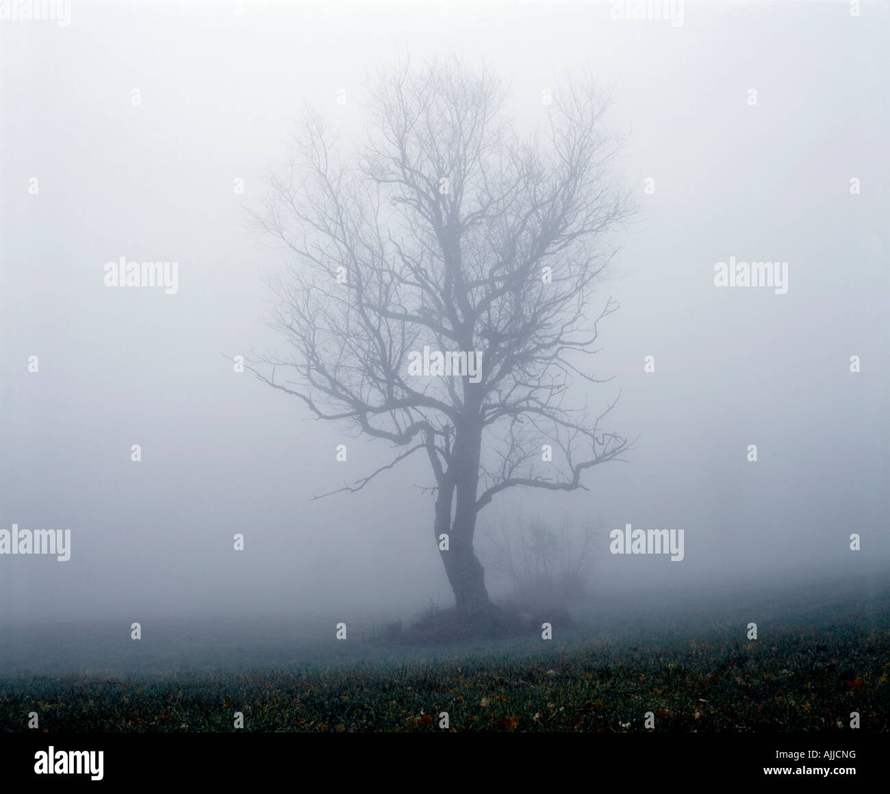 Tree in fog Stock Photo - Alamy
