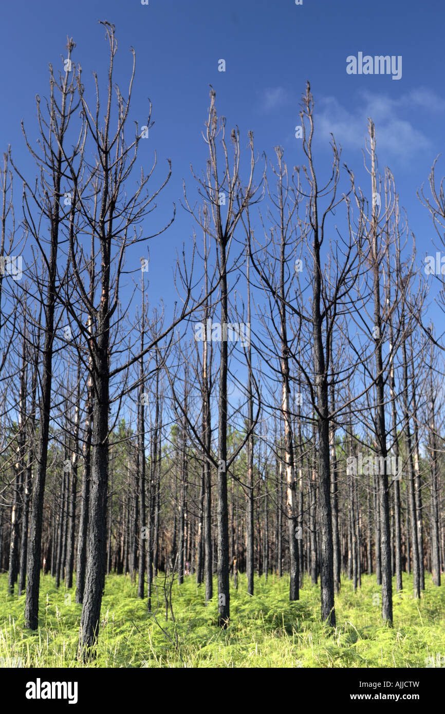 Trunks of black burnt pine trees in green forest ferns Stock Photo - Alamy