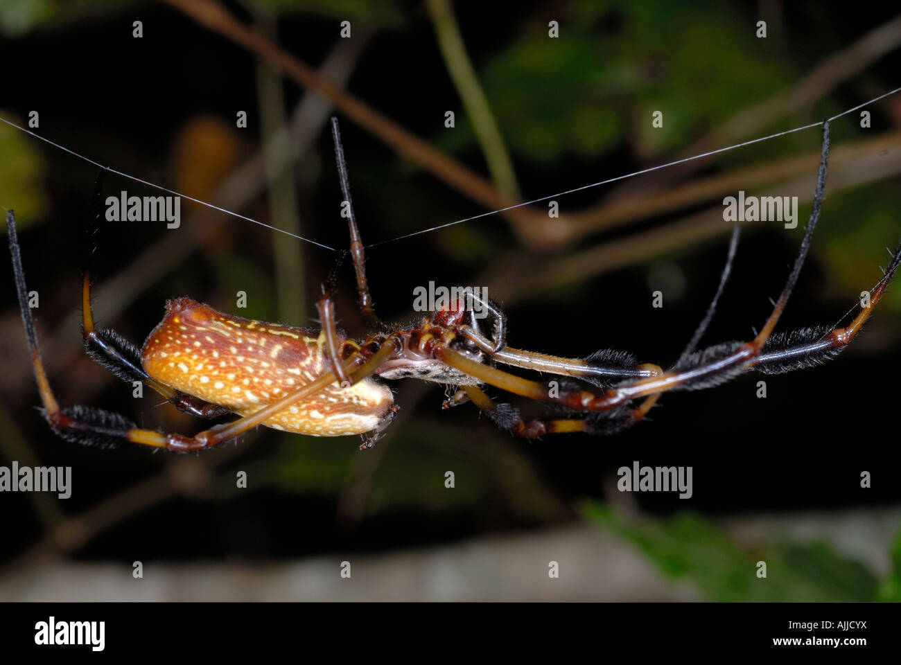 Nefila Clavipes Golden Silk Spider [Nephila Clavipes]