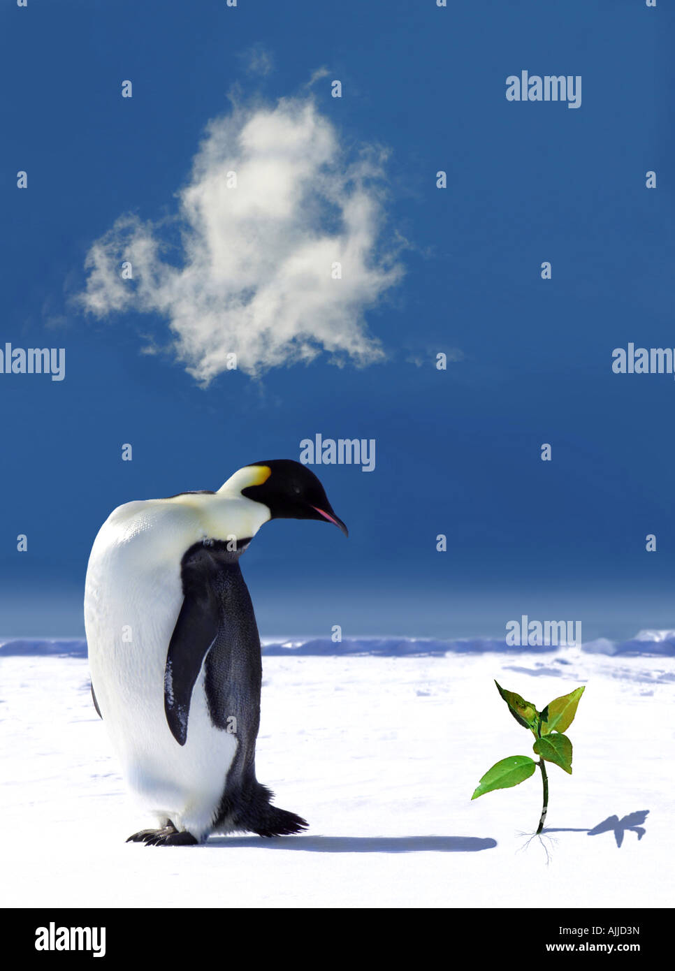 A penguin in Antarctica staring at a plant breaking through the snow ...