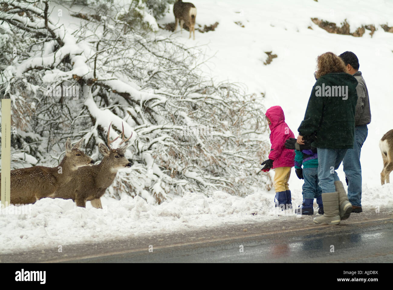 Kids and parents approaching White Tailed Deer in winter Stock Photo ...