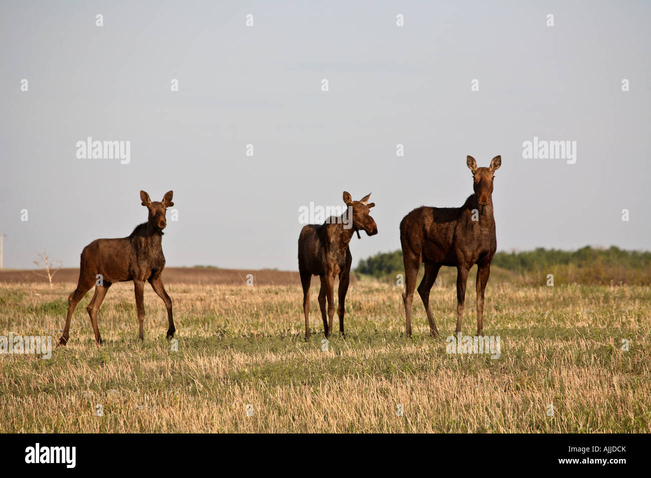 Cow moose with male offspring Stock Photo - Alamy