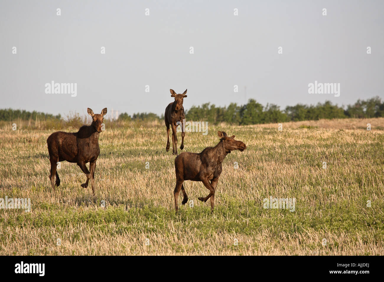 Moose in Saskatchewan field Stock Photo - Alamy