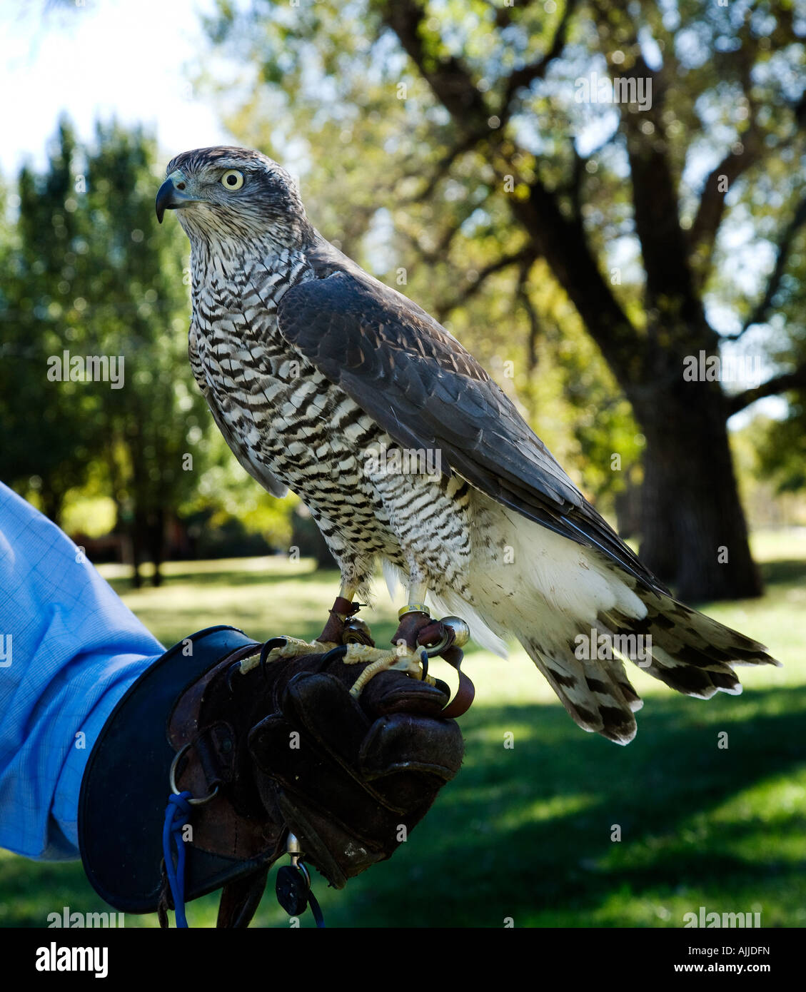 A goshawk in training sits on its keepers glove awaiting a command ...
