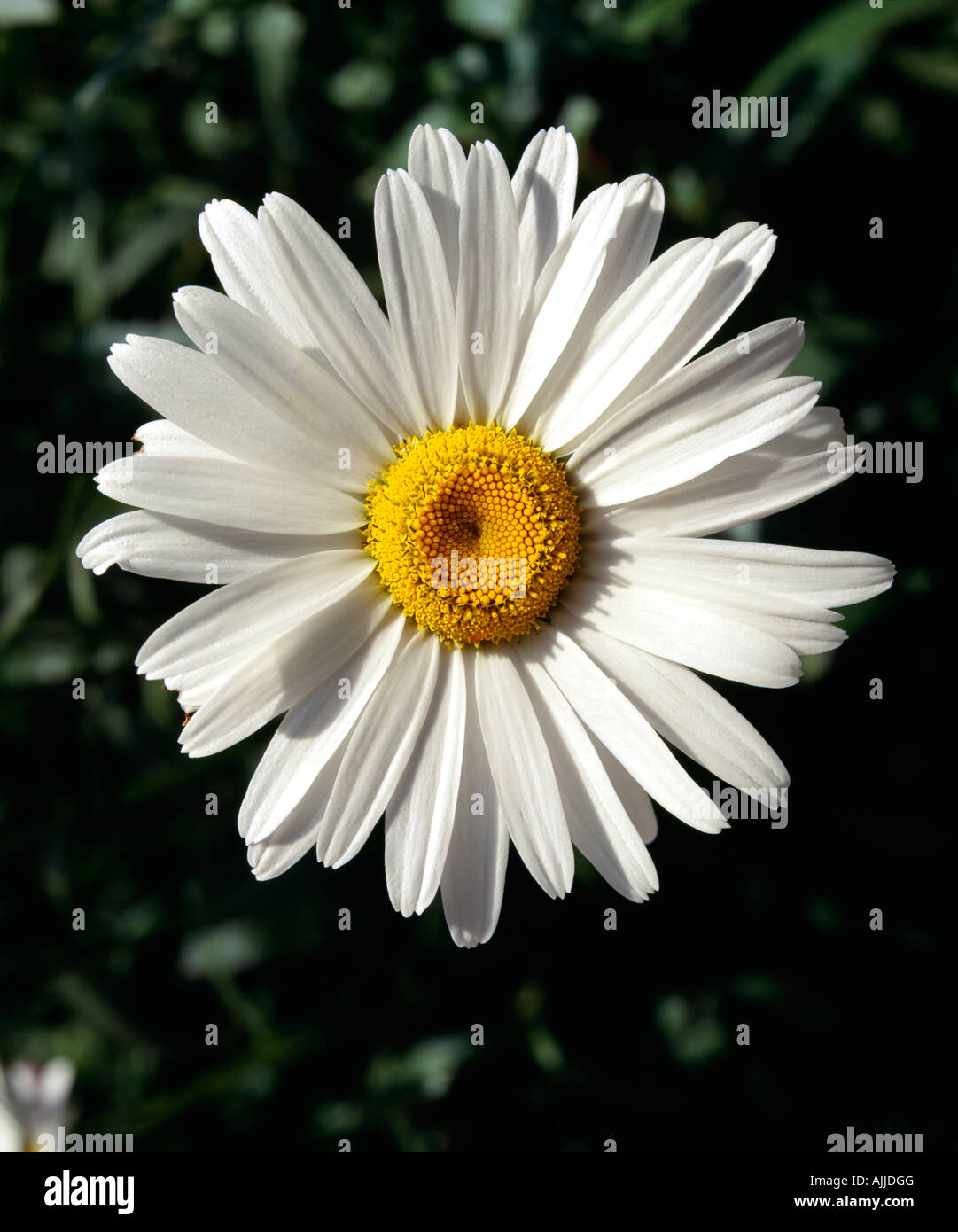 Commondaisy hi-res stock photography and images - Alamy
