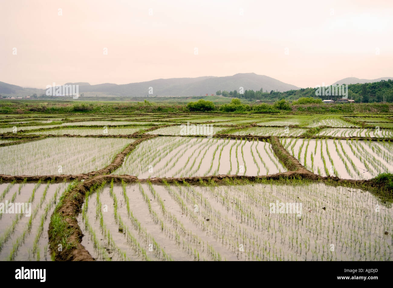 Planting field in north east China Dongbei province Stock Photo - Alamy
