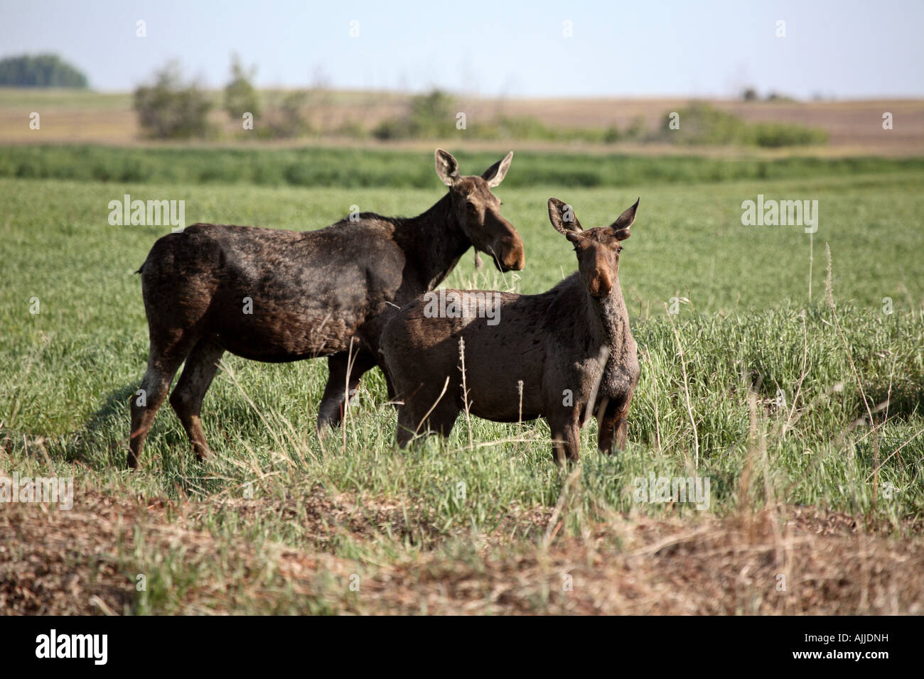 Moose in Saskatchewan field Stock Photo - Alamy
