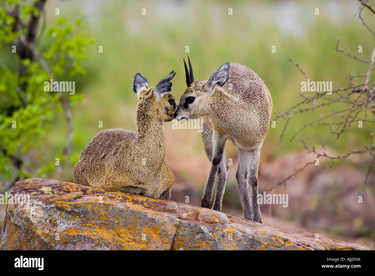 A pair of Klipspringer show affection Stock Photo - Alamy