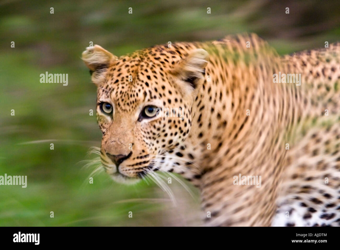 Regal leopard hi-res stock photography and images - Alamy