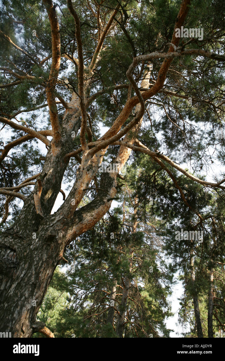 Pine tree. look up Stock Photo - Alamy