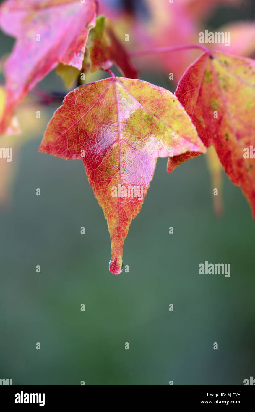 Red maple leaves of Maple tree in autumn Stock Photo - Alamy