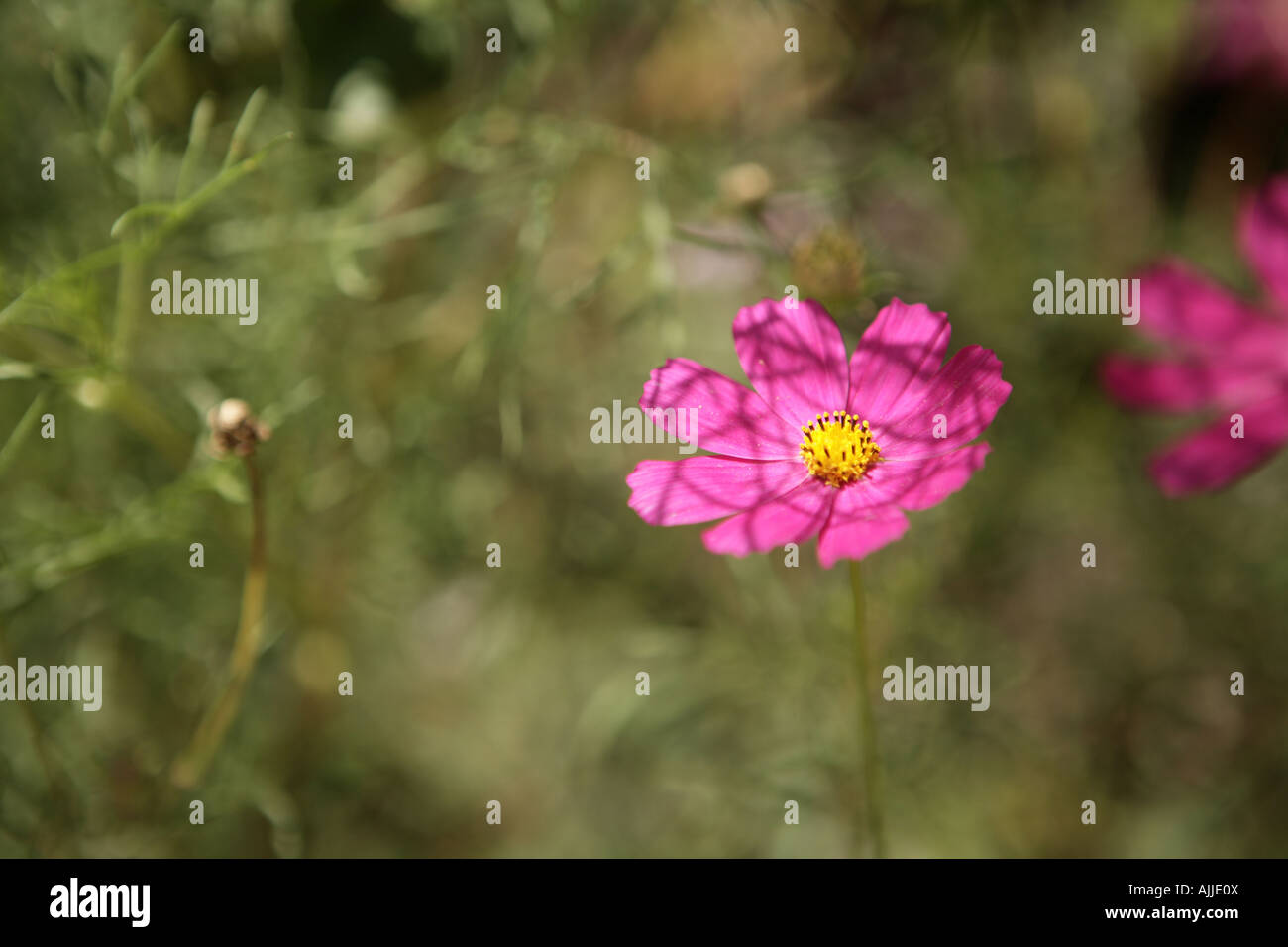 Flowers. Play of shadow Stock Photo - Alamy