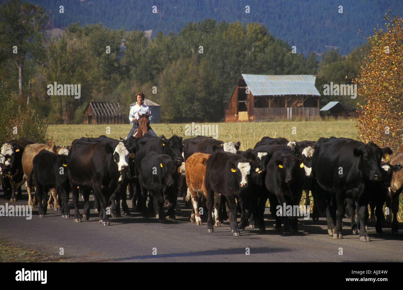 Cowgirl herding cattle hi-res stock photography and images - Alamy