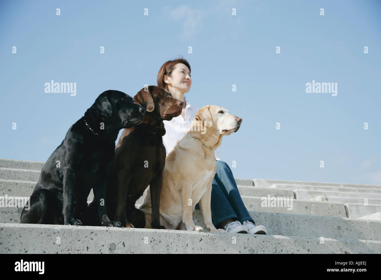 Young woman and Labrador retrievers Stock Photo - Alamy