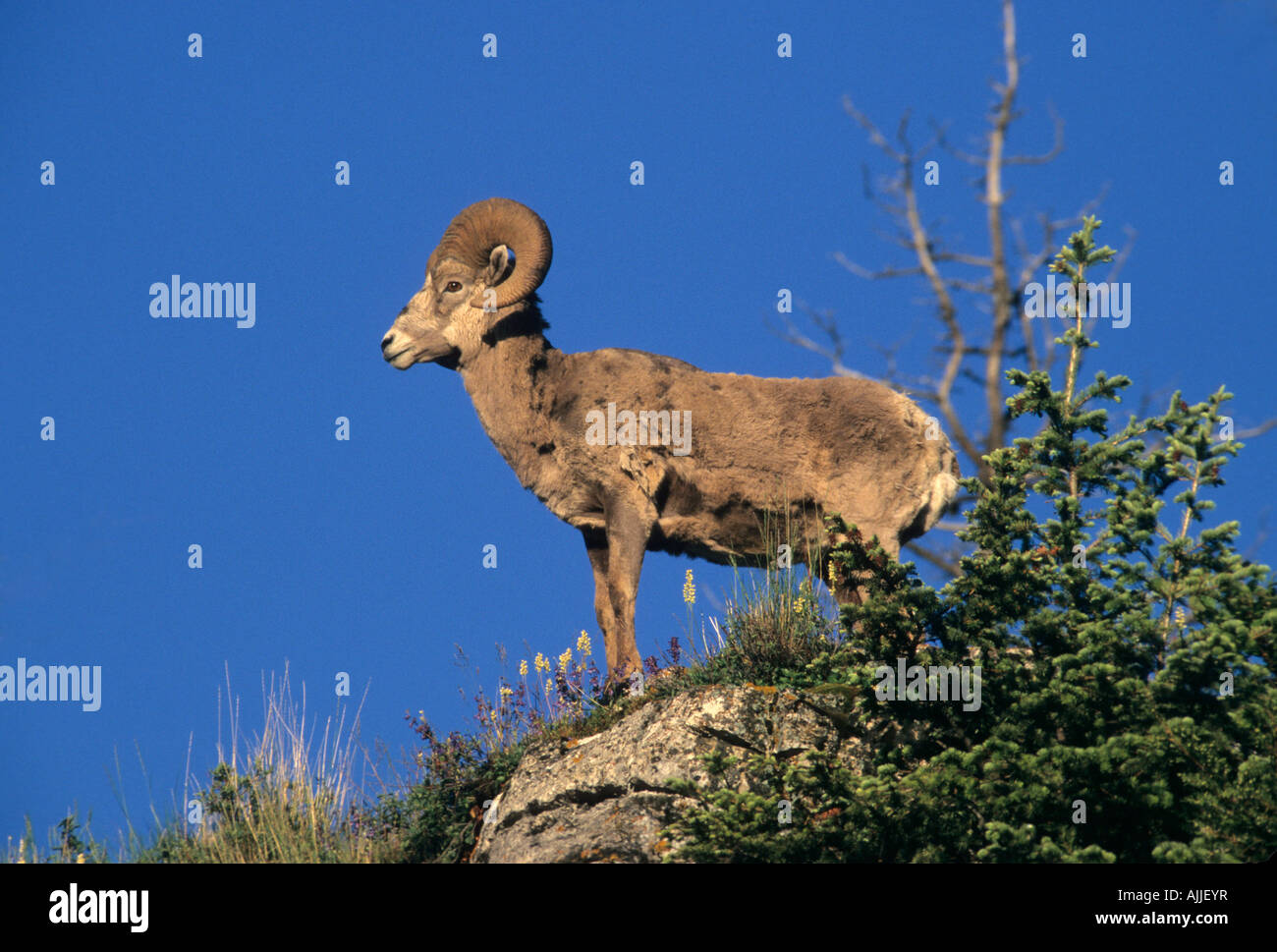 Bighorn ram on rock outcrop Stock Photo - Alamy