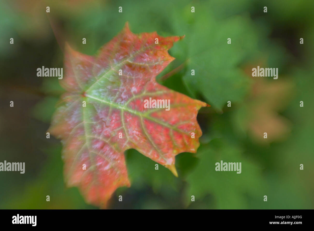 Colorful fall leaves Stock Photo - Alamy