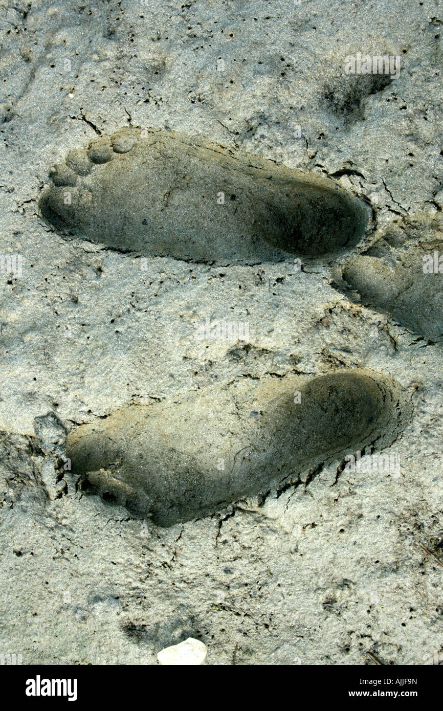 Human toe evolution hi-res stock photography and images - Alamy