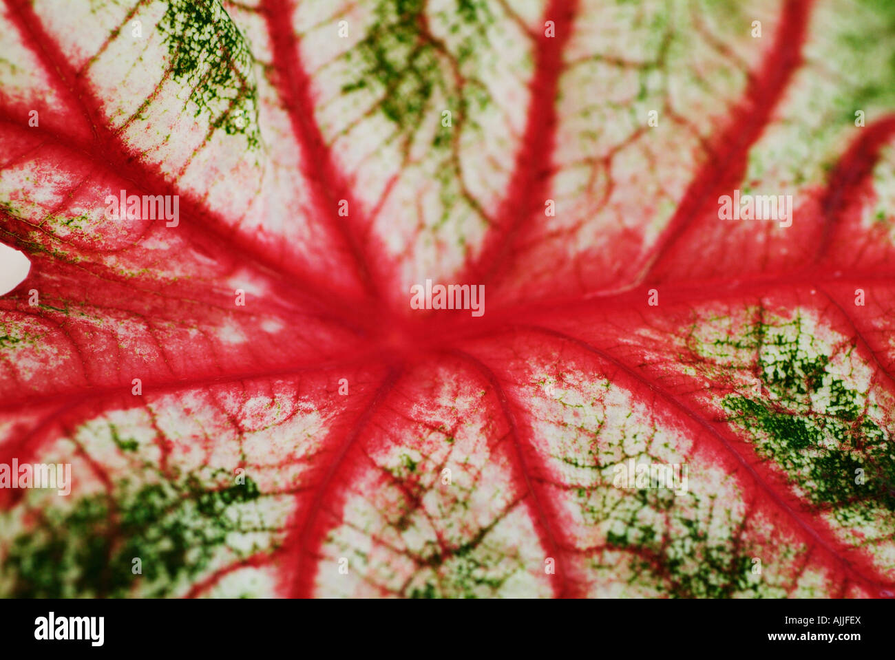 Caladium bicolor ROSEBUD Angel wings Stock Photo - Alamy
