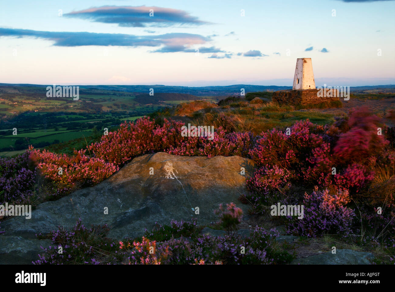 Heather At The Trig Point Cloudside Cheshire UK Stock Photo - Alamy
