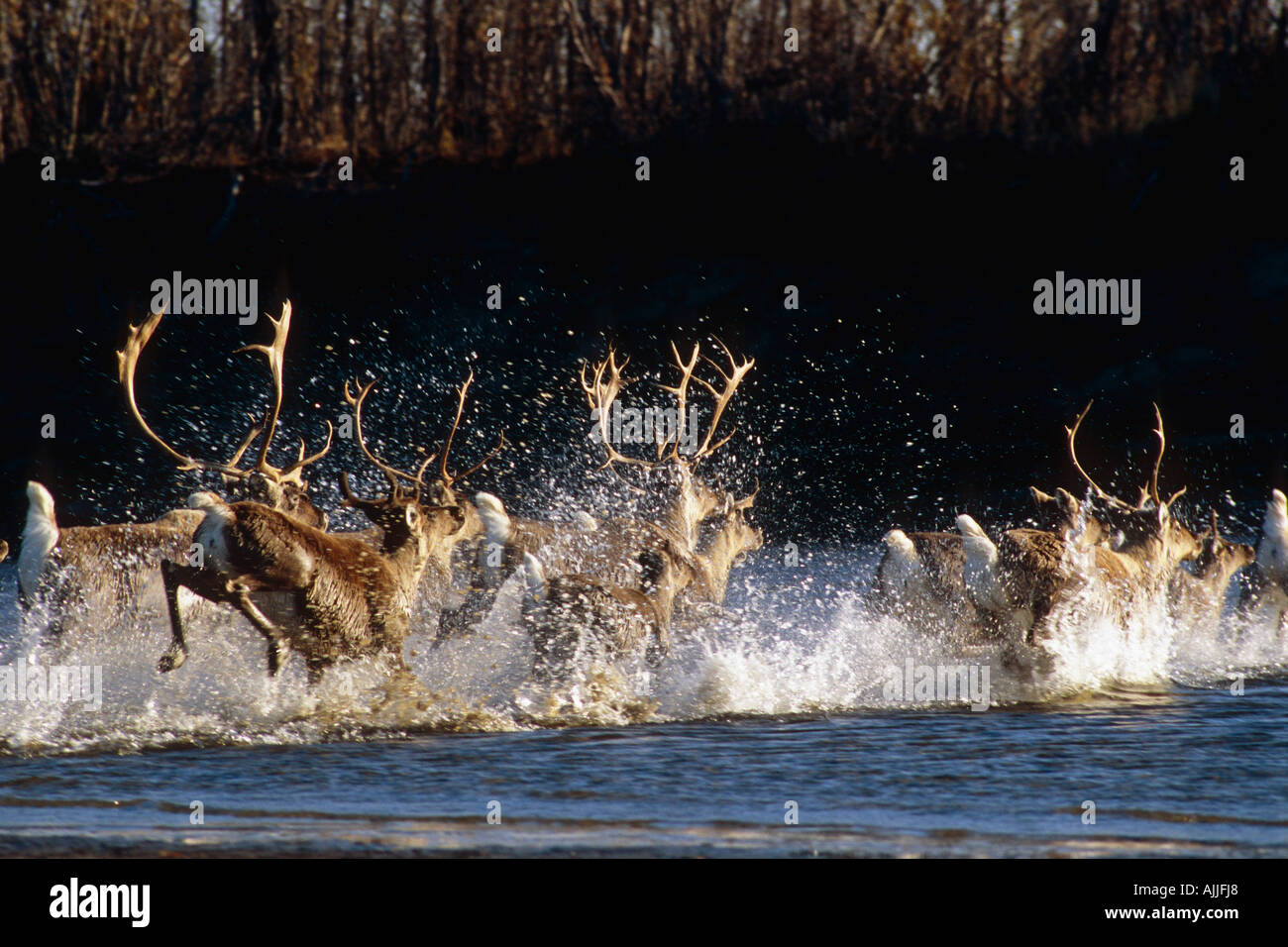Caribou running water hi-res stock photography and images - Alamy