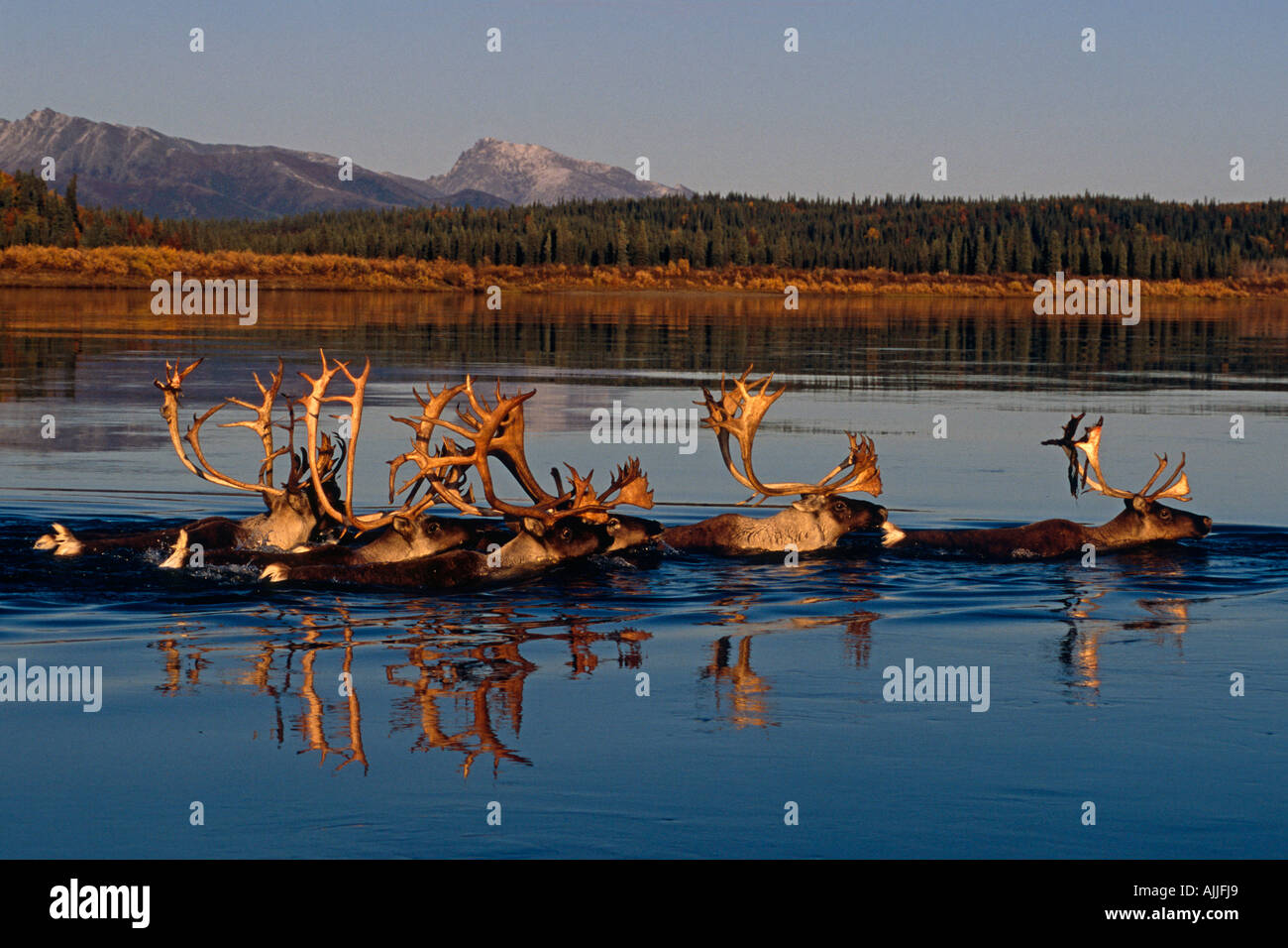 Caribou crossing water hi-res stock photography and images - Alamy