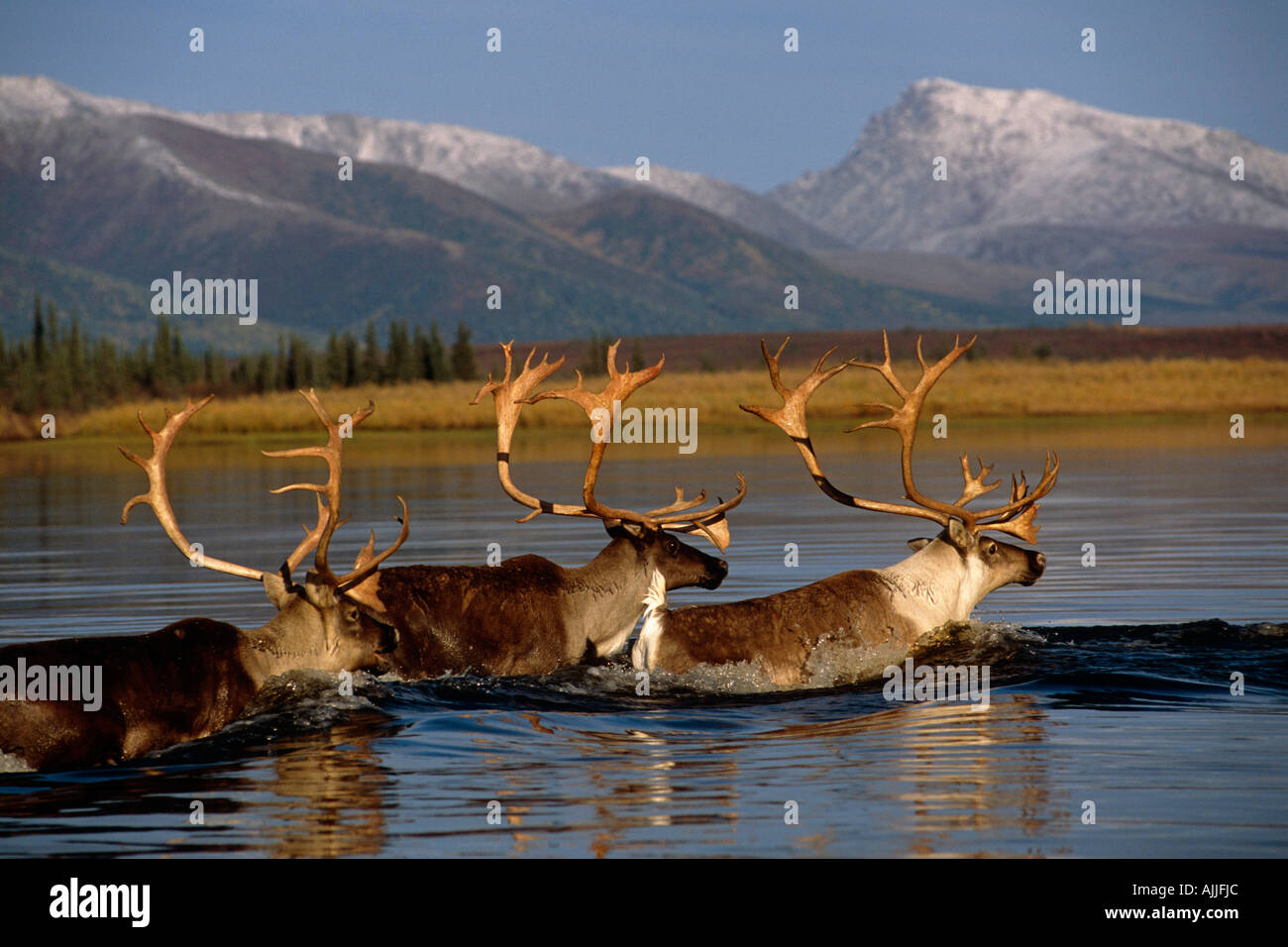 Caribou herd swimming across Kobuk River Arctic Alaska Autumn Kobuk ...