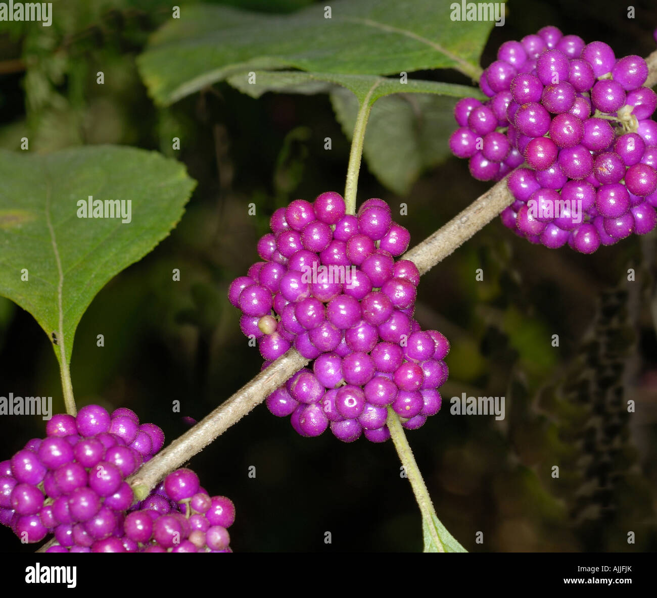 American Beautyberry Callicarpa americana Louisiana October 2007 Stock ...