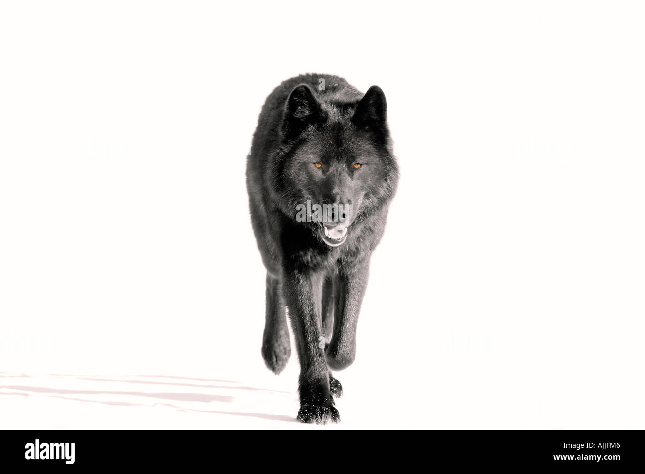 Black wolf hi-res stock photography and images - Alamy