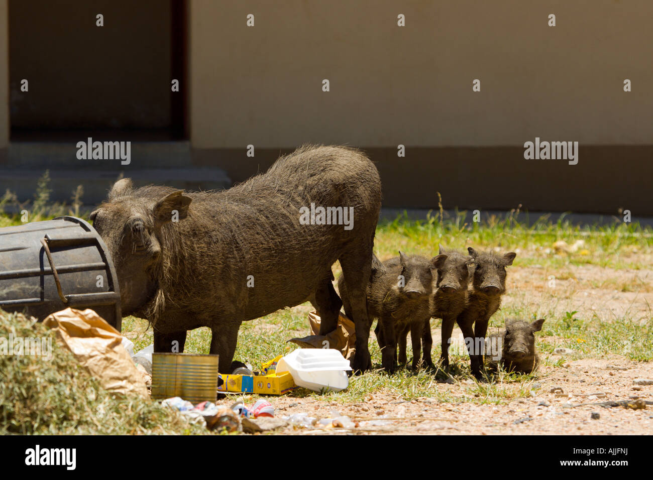Trash bin south africa hi-res stock photography and images - Alamy