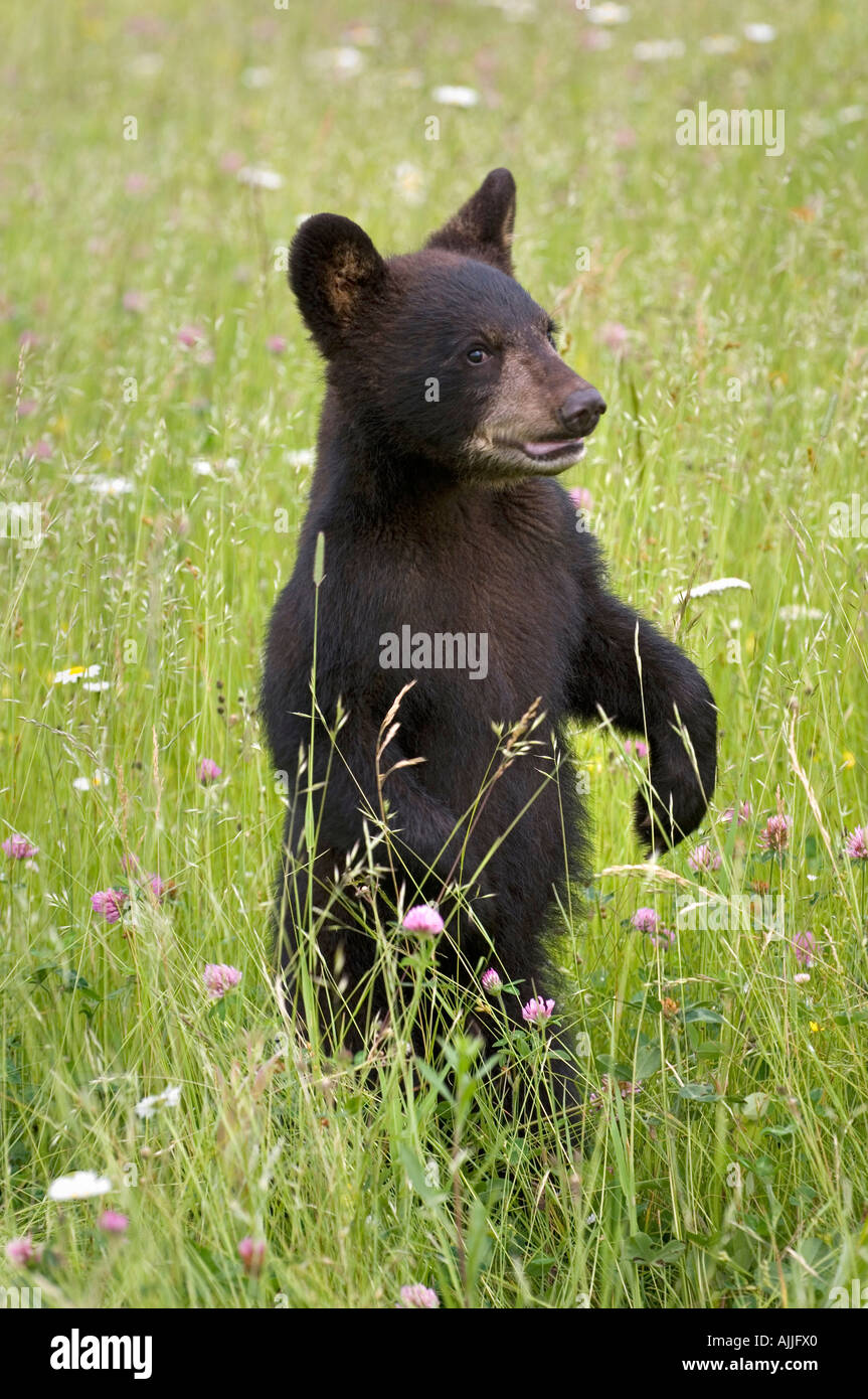 Black bear cub in wildflowers hi-res stock photography and images - Alamy
