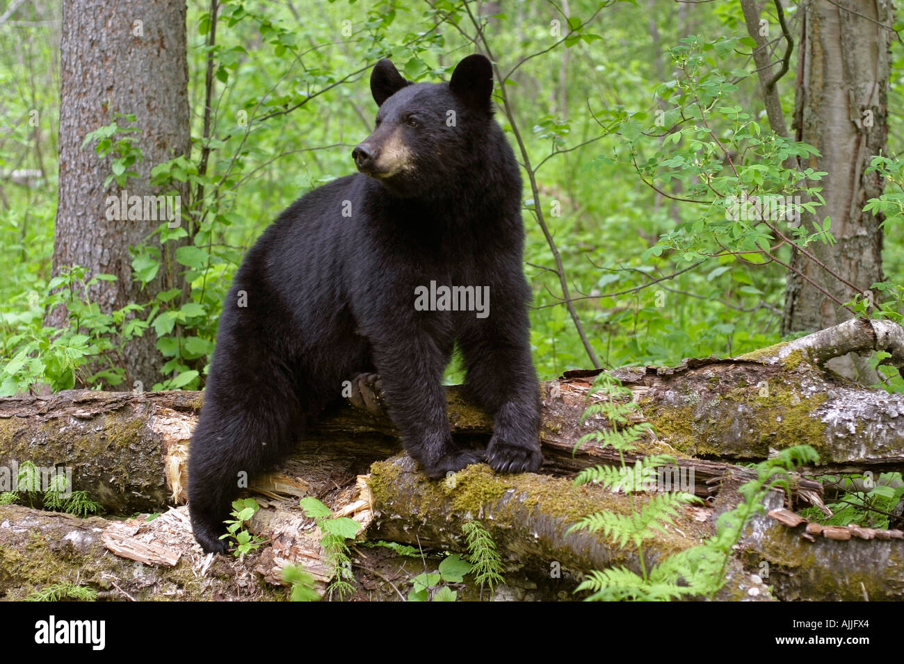 Black bear standing on log in forest Southcentral Alaska Summer Stock ...