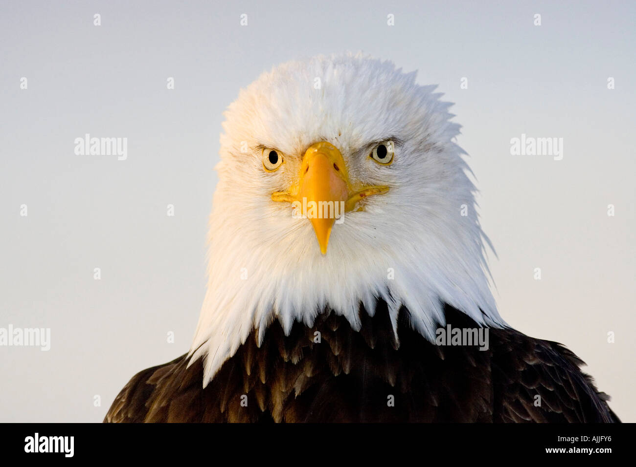 Close up portrait of Bald Eagle headshot Homer Spit Kenai Peninsula ...