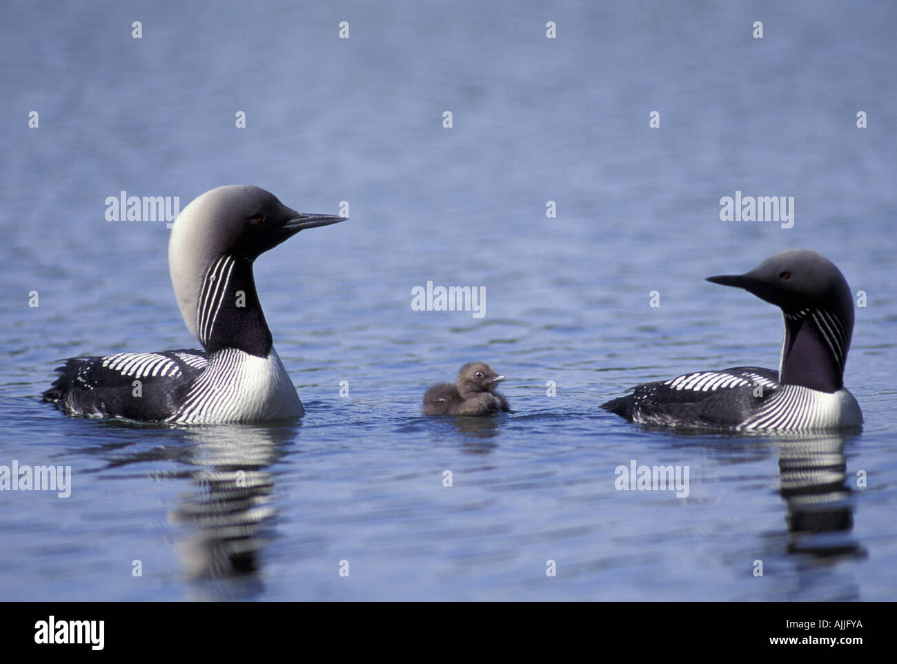 Pacific Loons and Chicks in Pond Alaska Summer Stock Photo - Alamy