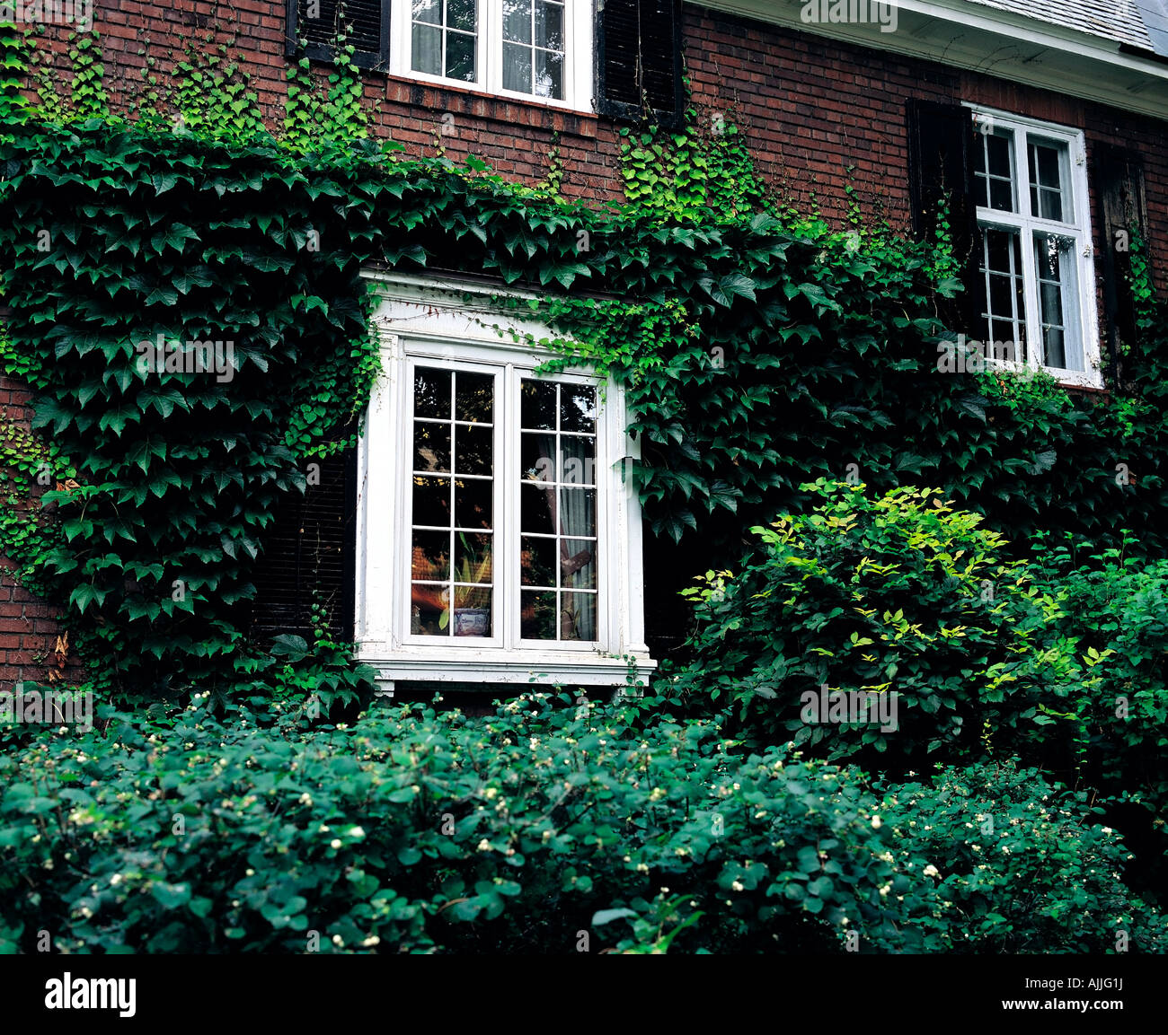 Vine covered house Stock Photo - Alamy
