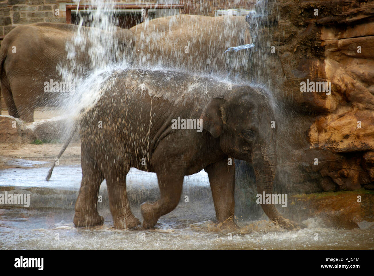 Elephant under waterfall hi-res stock photography and images - Alamy