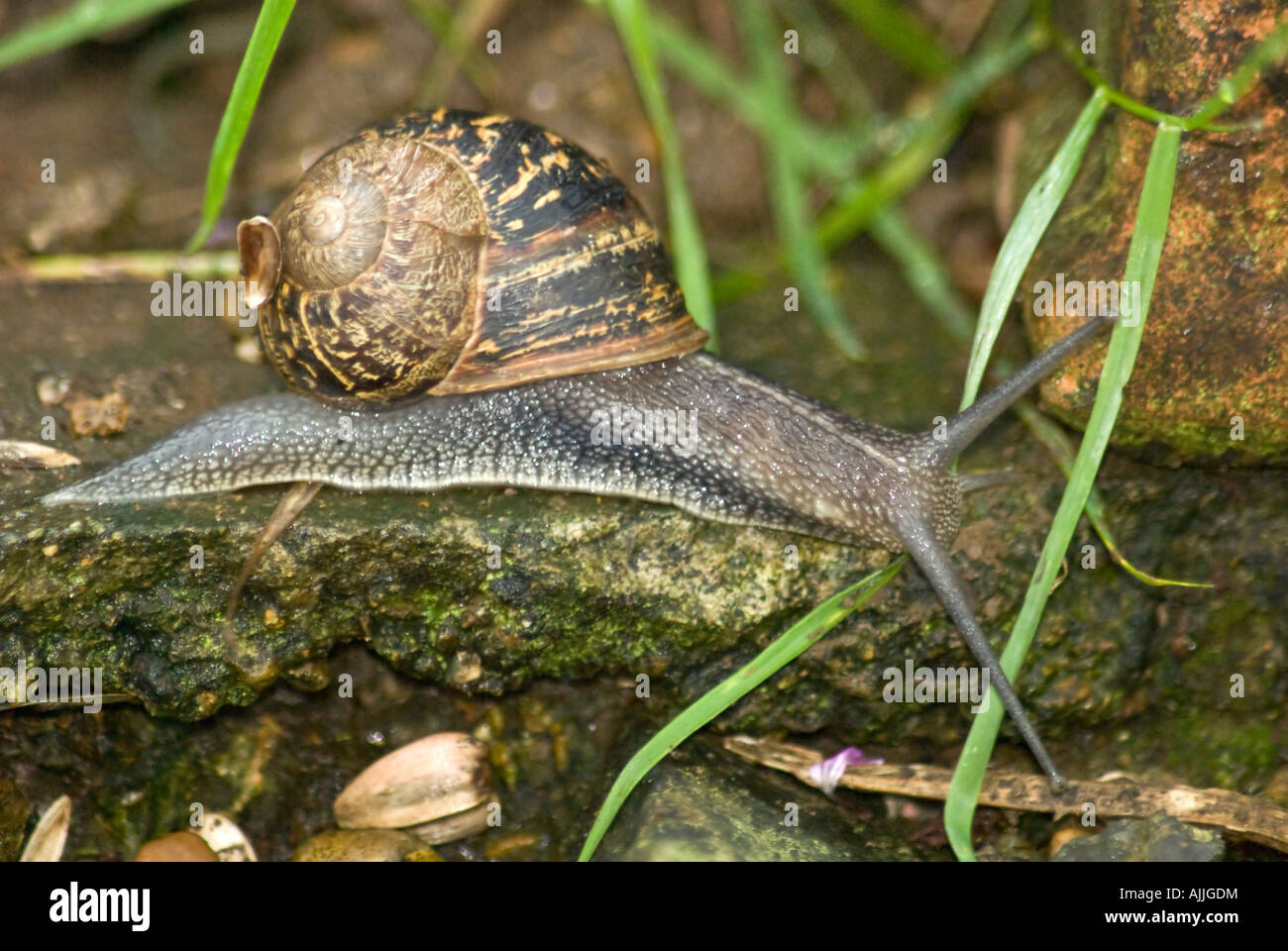 Garden snail (Helix aspersa Stock Photo - Alamy