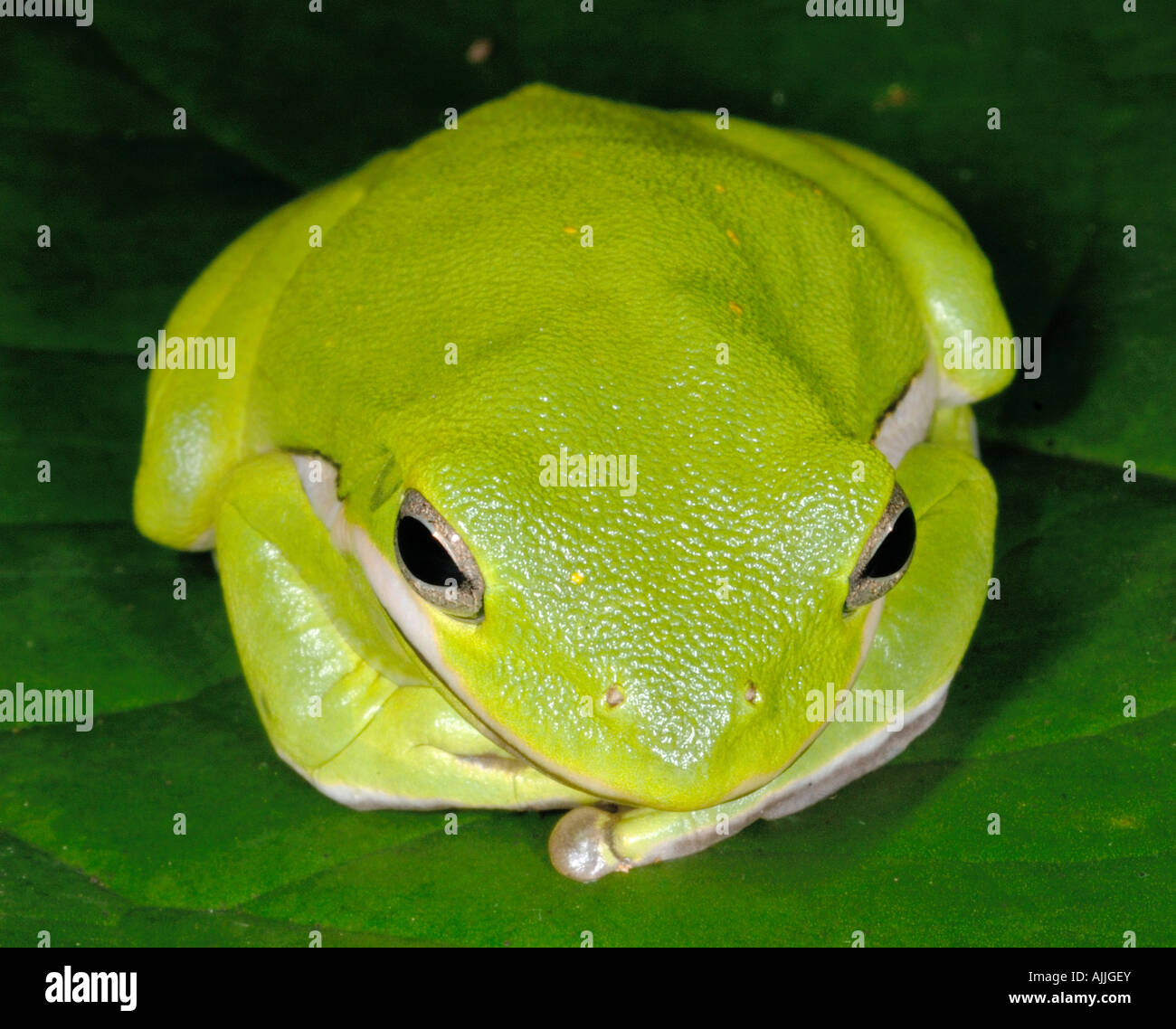 green tree frog Hyla cinerea a common frog of the southern United ...