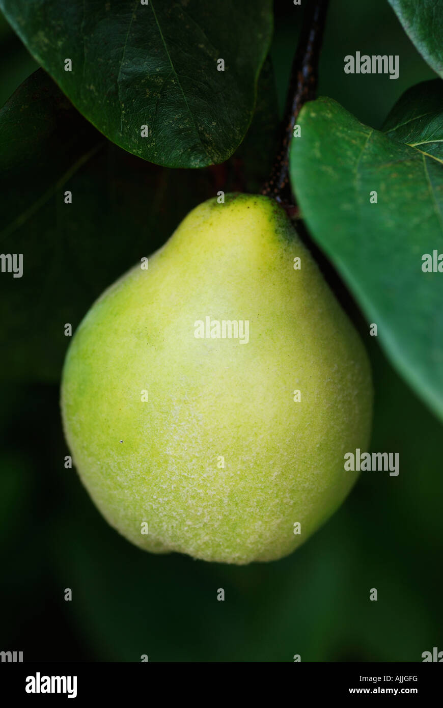 Single quince on tree hi-res stock photography and images - Alamy