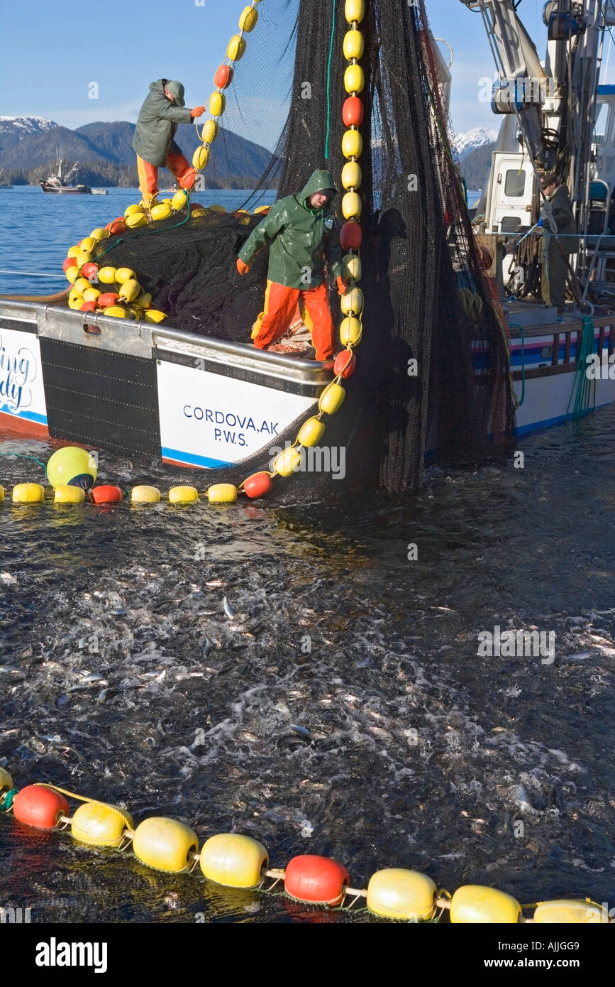 Herring boat with net full of herring hi-res stock photography and ...