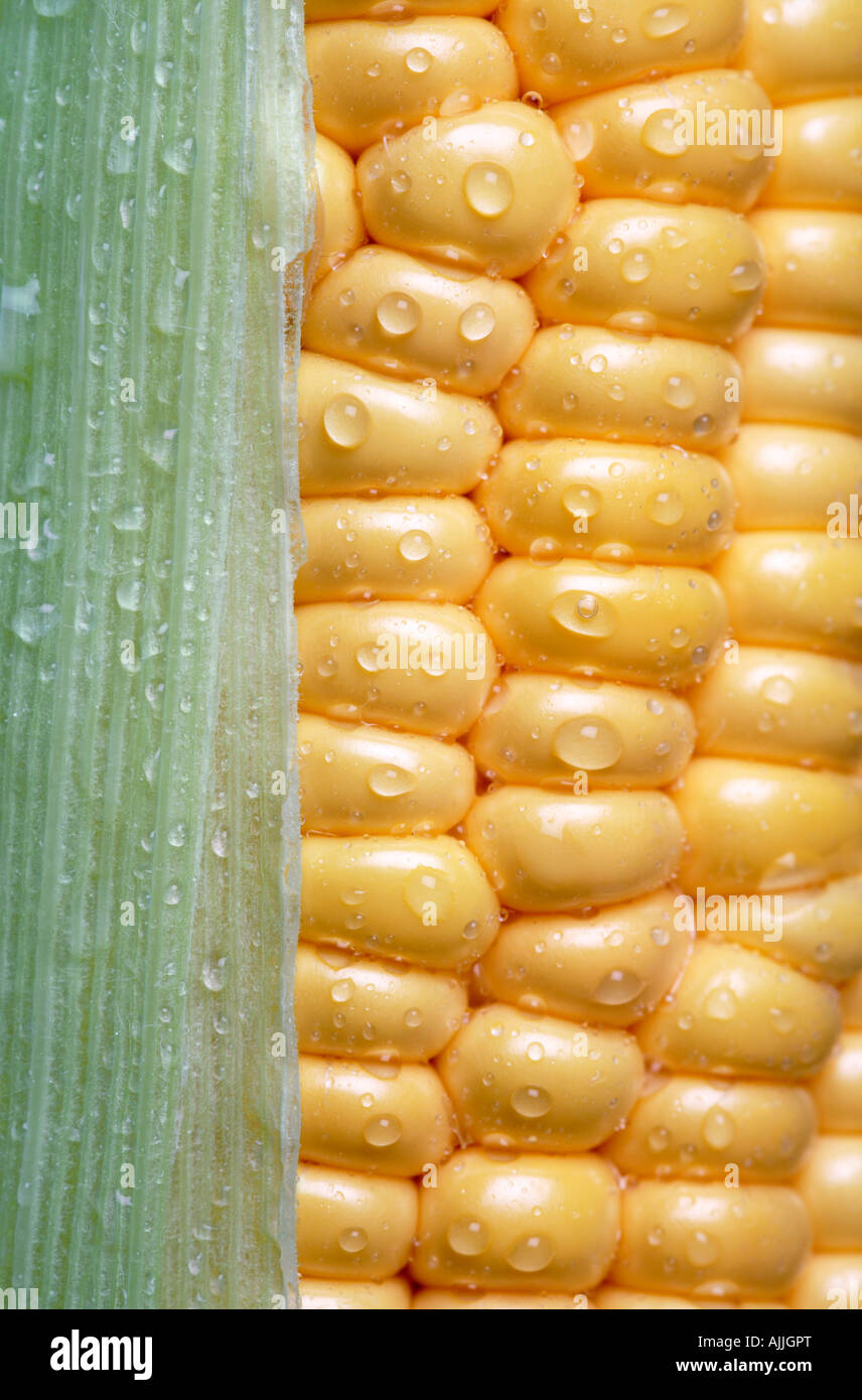 Close up of maize corn on the cob sweetcorn Stock Photo - Alamy