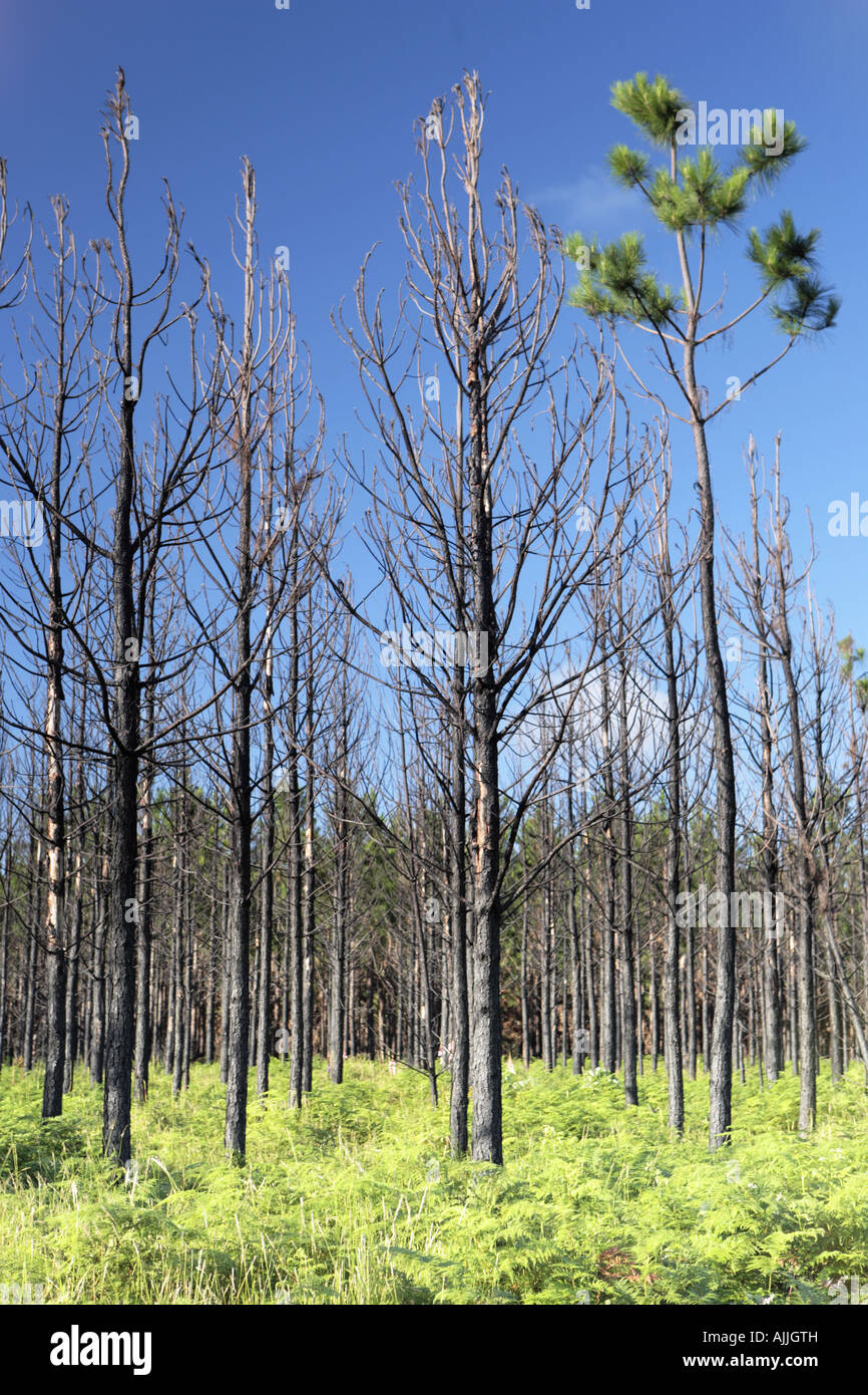 Trunks of black burnt pine trees in green forest ferns Stock Photo - Alamy