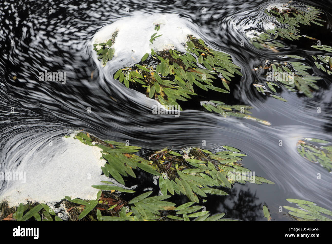 Leaves circular pattern hi-res stock photography and images - Alamy