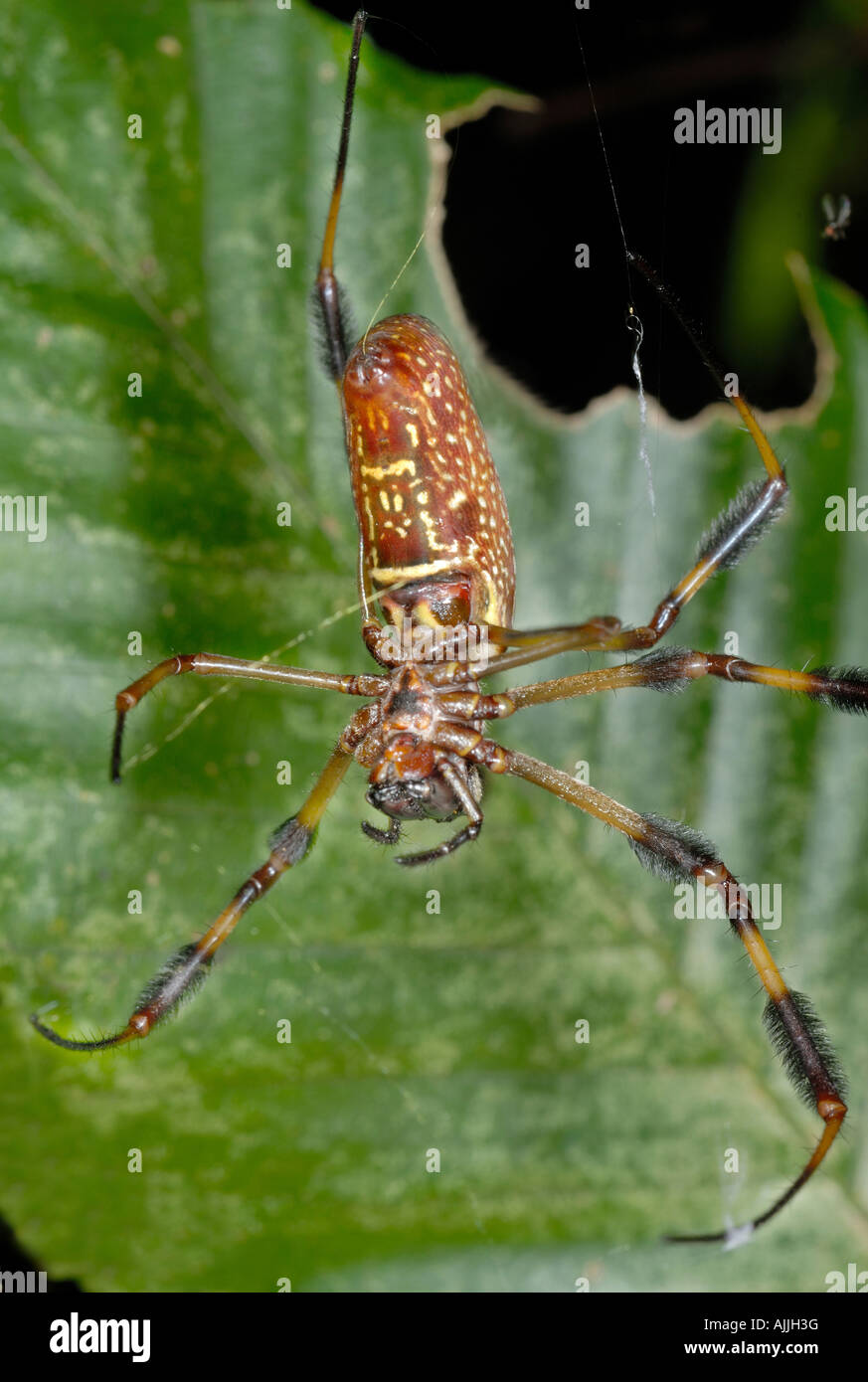 Golden silk spider hi-res stock photography and images - Alamy