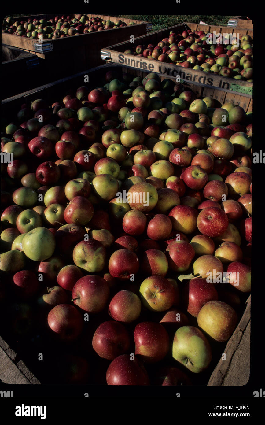 Bumper crop of apples hi-res stock photography and images - Alamy